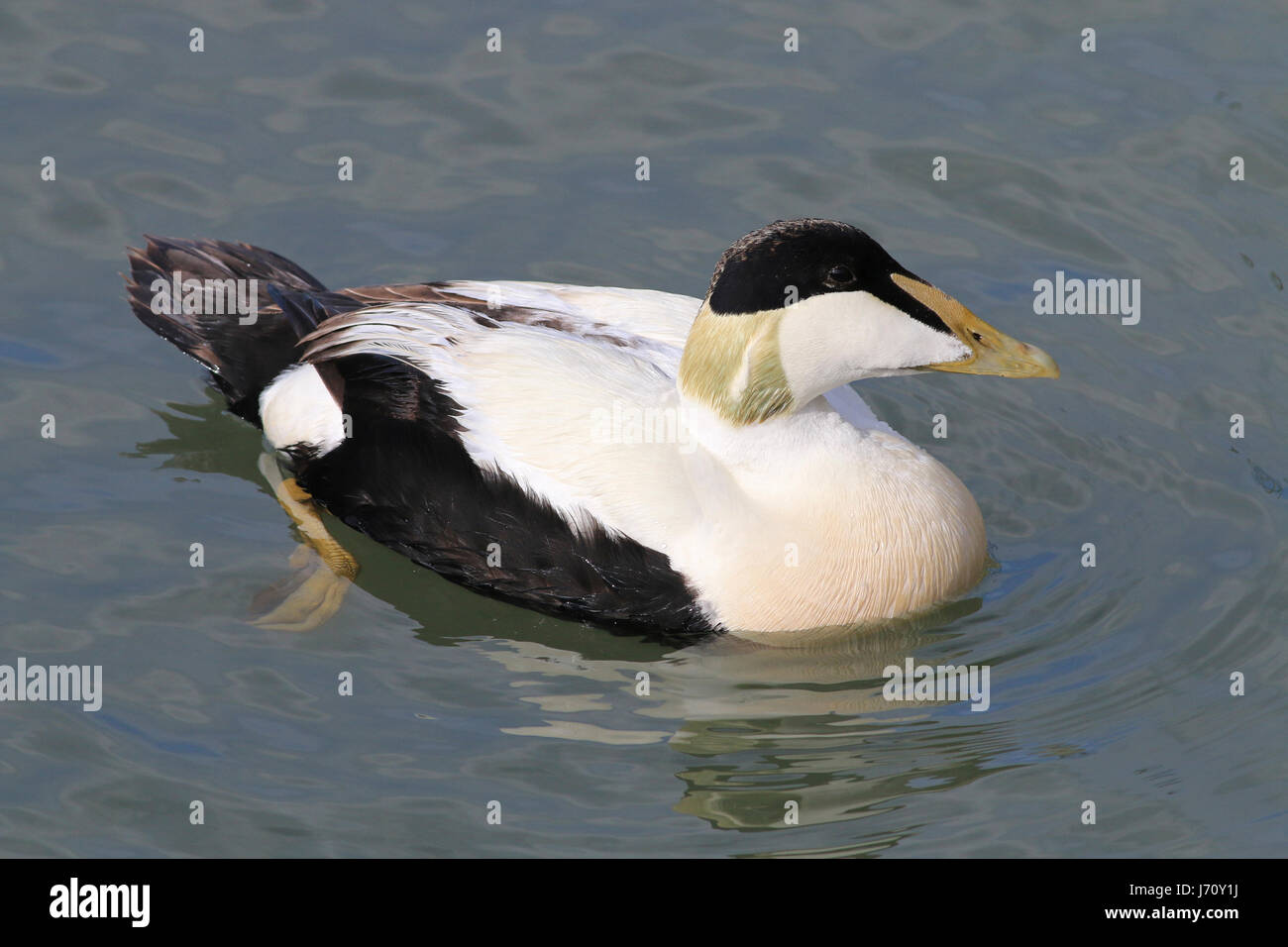 Common Eider drake Stock Photo - Alamy