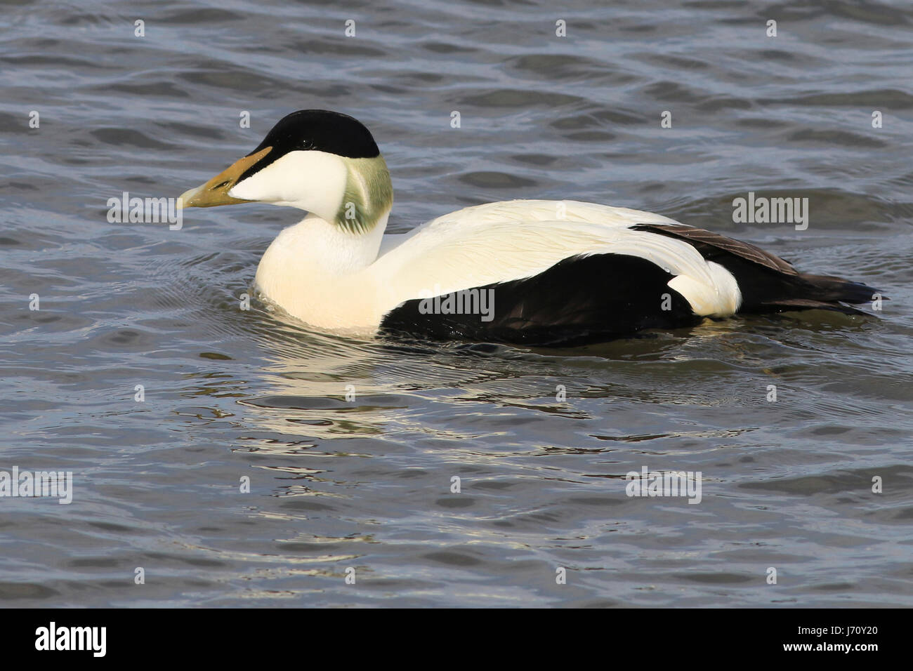 Common Eider drake Stock Photo - Alamy