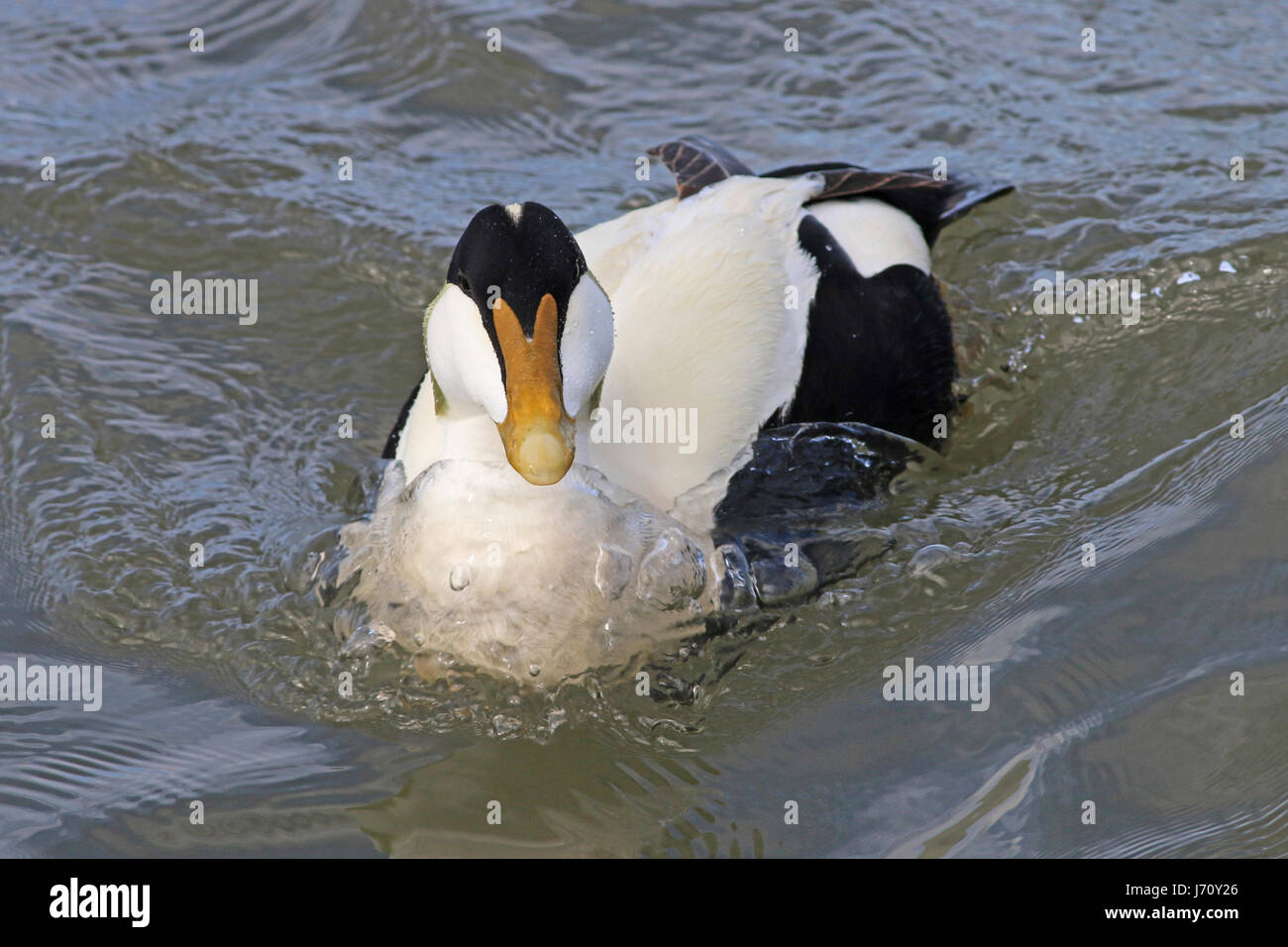 Common Eider drake Stock Photo - Alamy