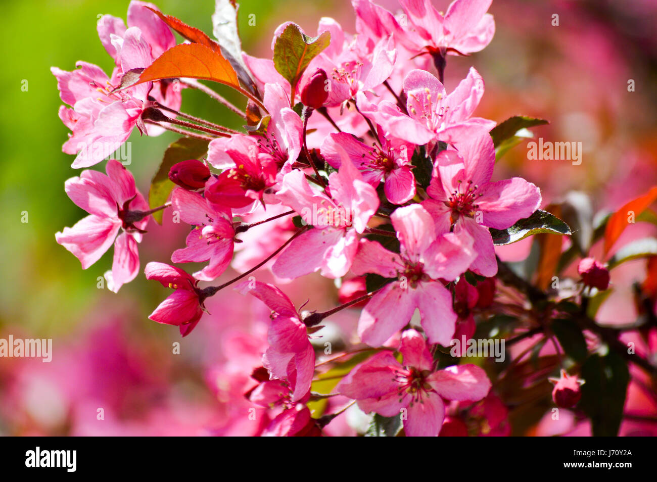 New blossoms emerge in the early spring Stock Photo - Alamy