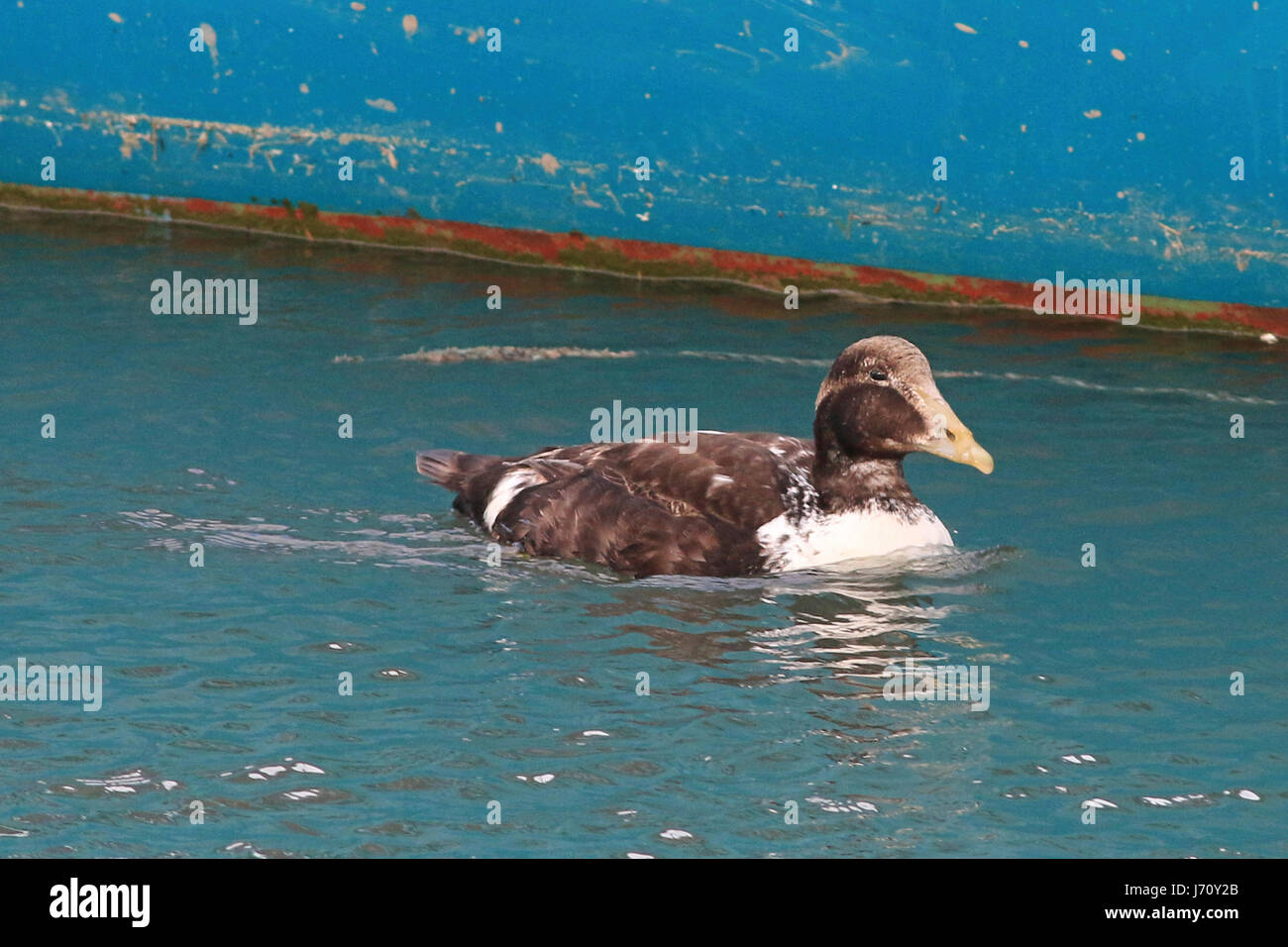 Common Eider drake Stock Photo - Alamy