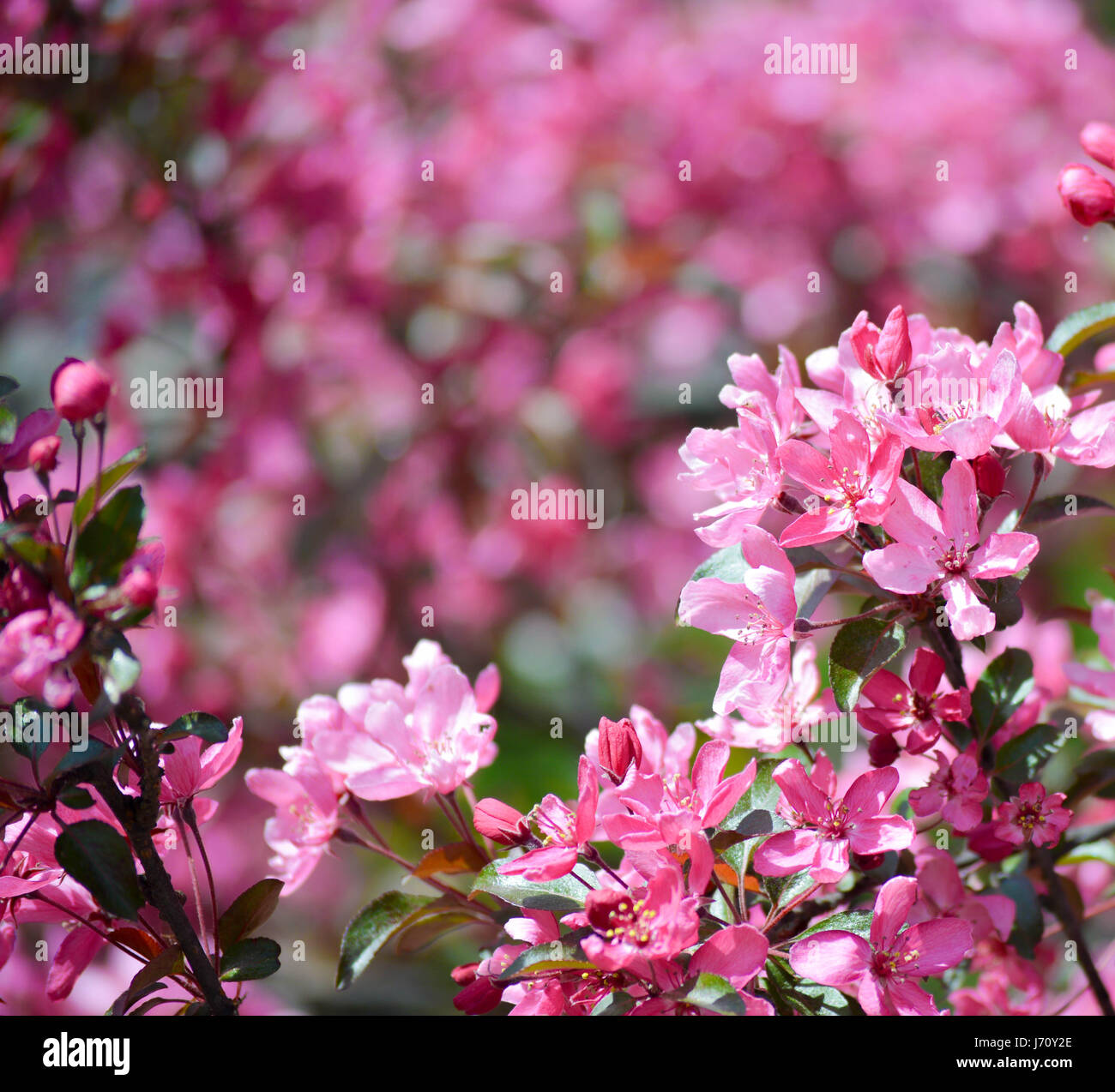 New blossoms emerge in the early spring Stock Photo - Alamy