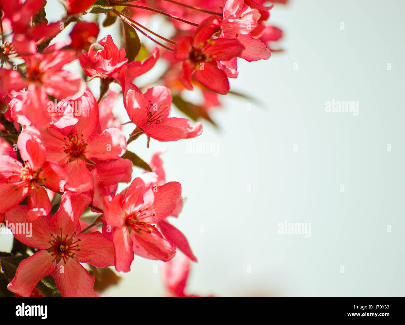 New blossoms emerge in the early spring Stock Photo - Alamy