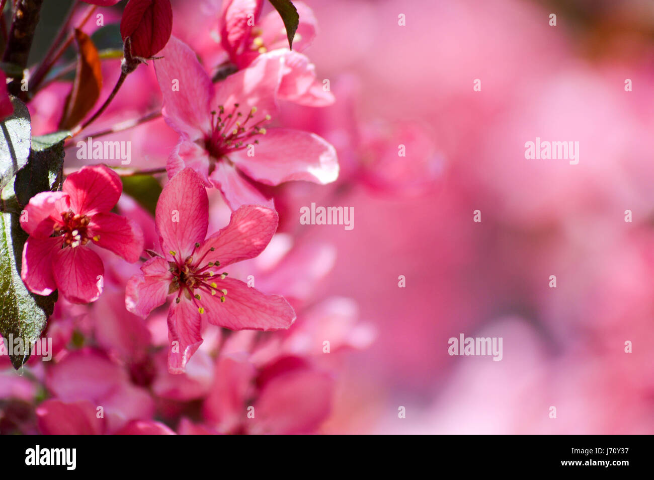 New blossoms emerge in the early spring Stock Photo - Alamy