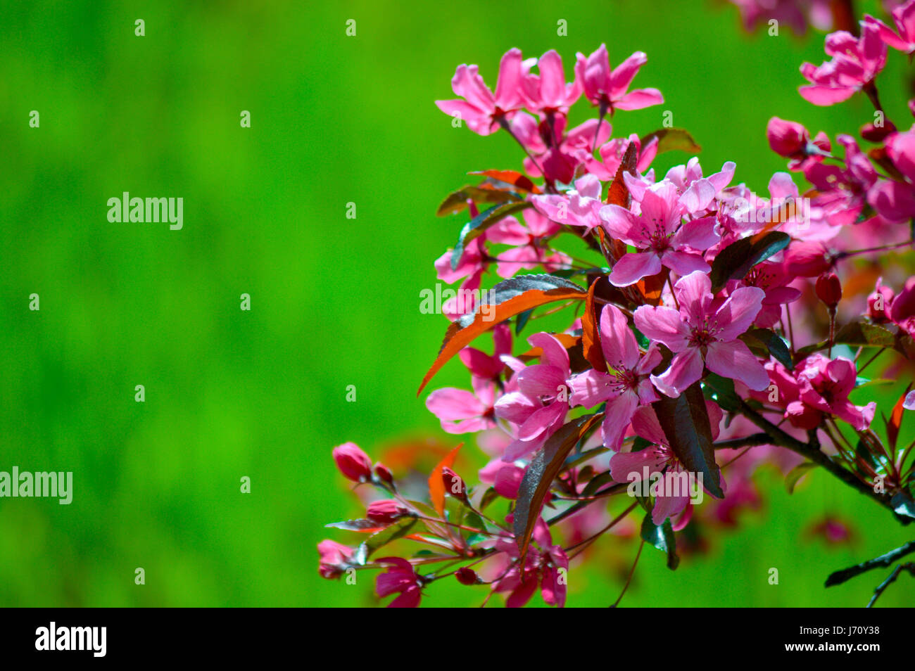 New blossoms emerge in the early spring Stock Photo - Alamy
