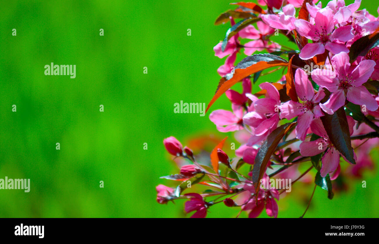 New blossoms emerge in the early spring Stock Photo - Alamy