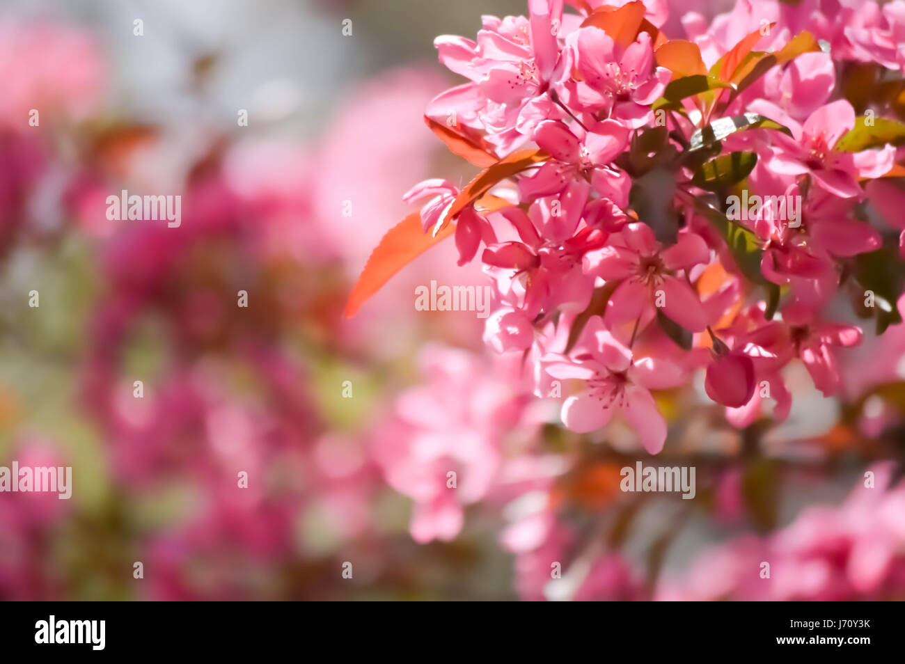 New blossoms emerge in the early spring Stock Photo - Alamy