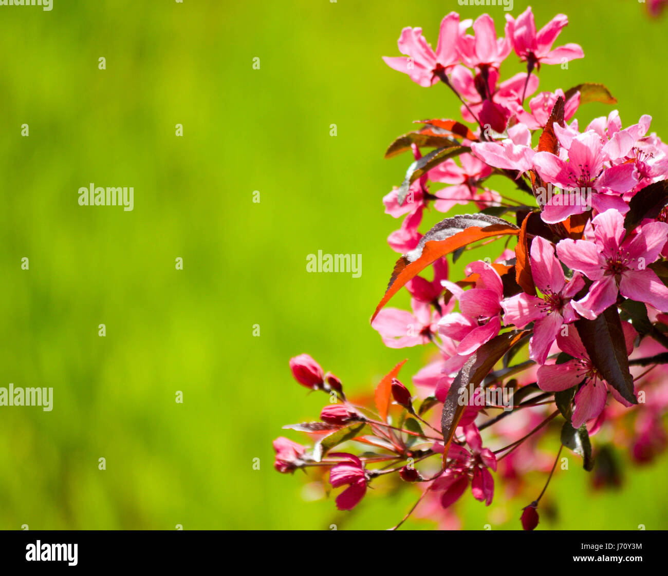New blossoms emerge in the early spring Stock Photo - Alamy