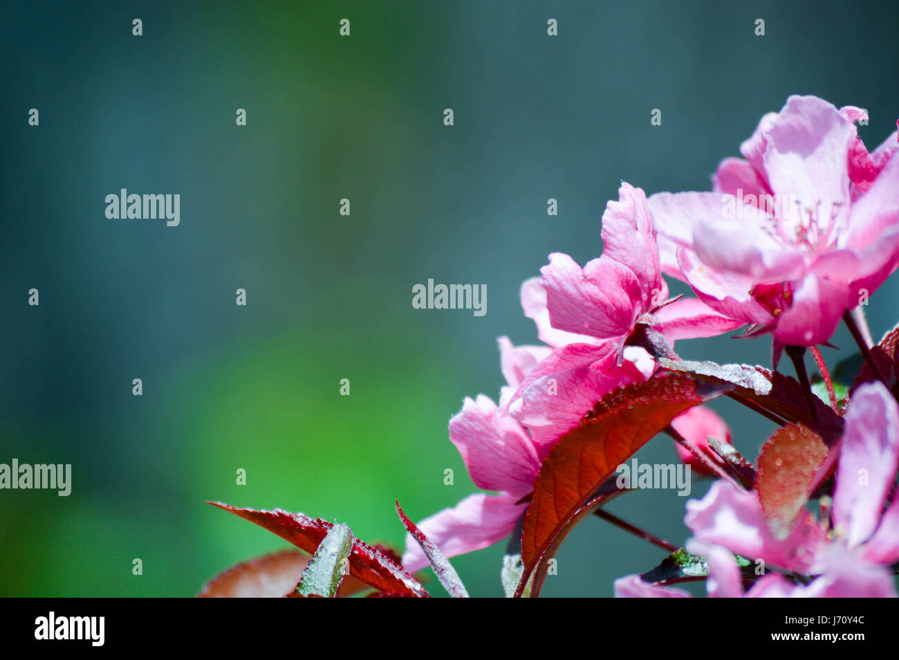 New blossoms emerge in the early spring Stock Photo - Alamy