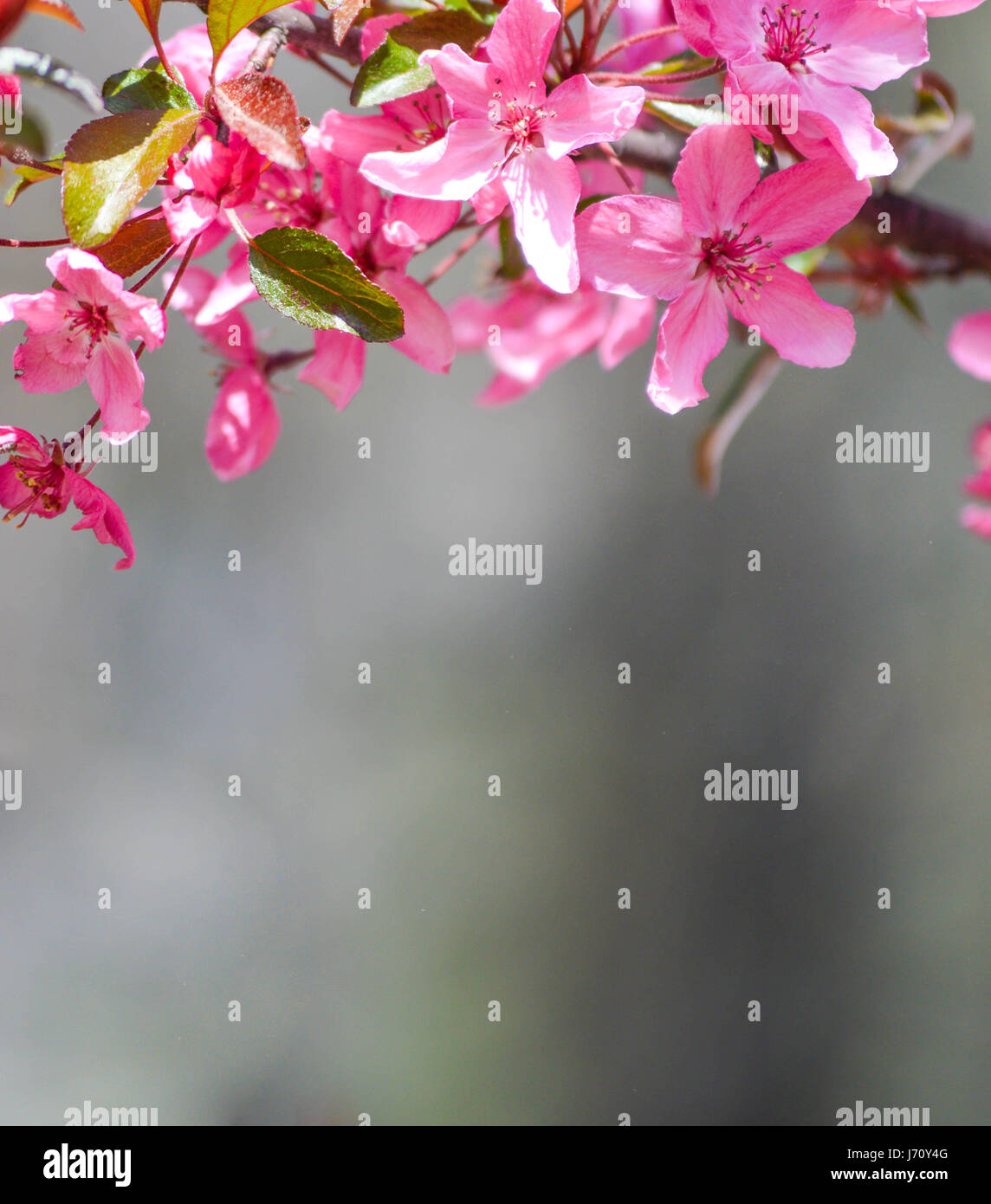 New blossoms emerge in the early spring Stock Photo - Alamy