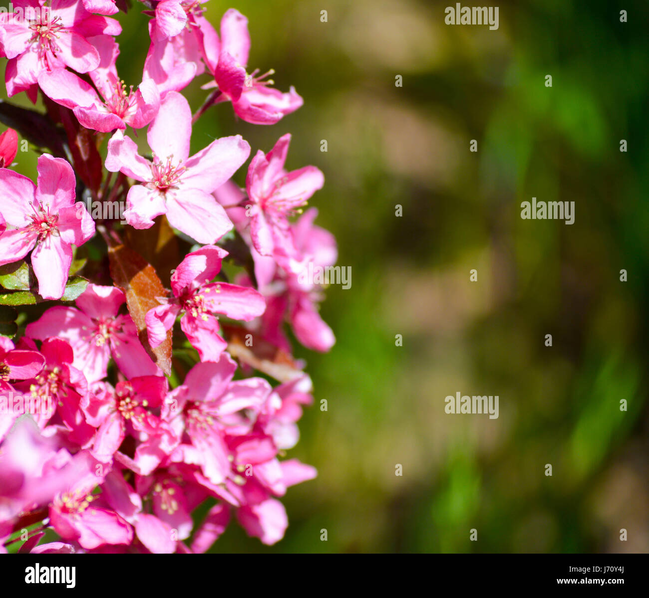 New blossoms emerge in the early spring Stock Photo - Alamy