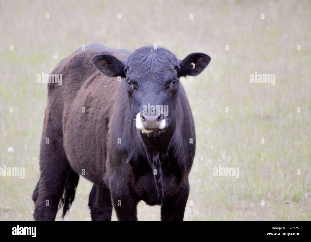 Hungry cow looking for food Stock Photo - Alamy