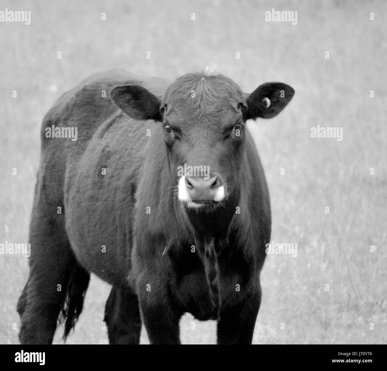 Looking left or looking right Black and White Stock Photos & Images - Alamy