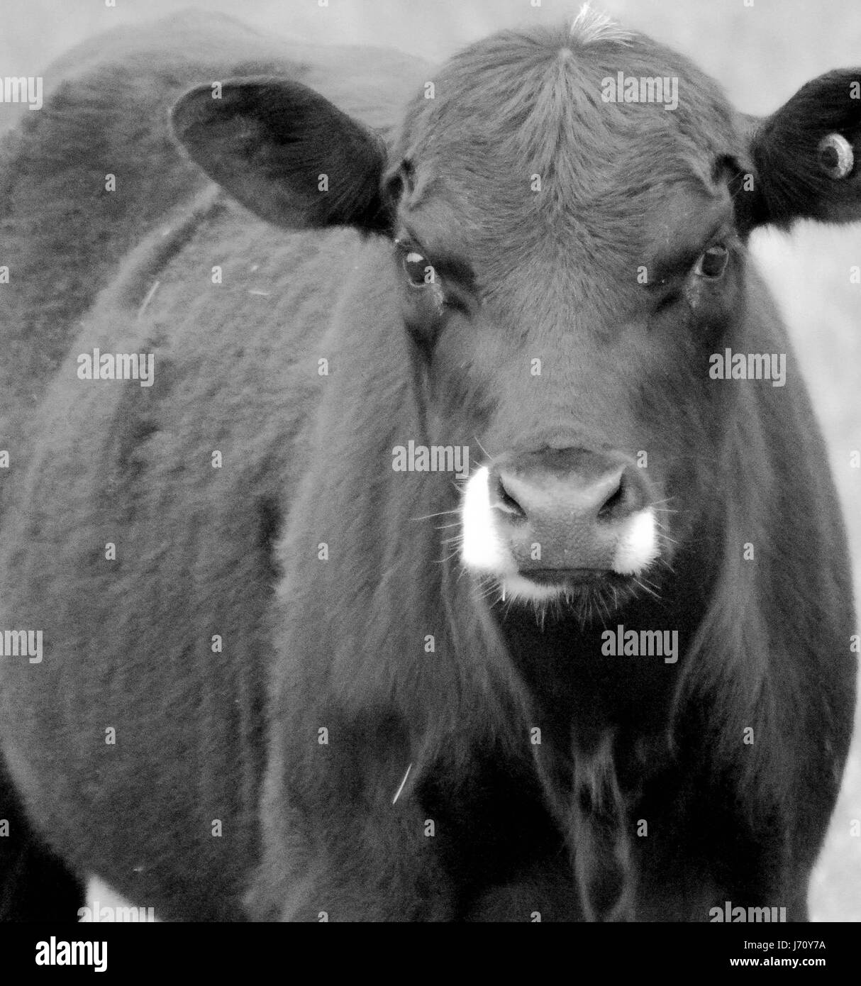 Hungry for sun Black and White Stock Photos & Images - Alamy