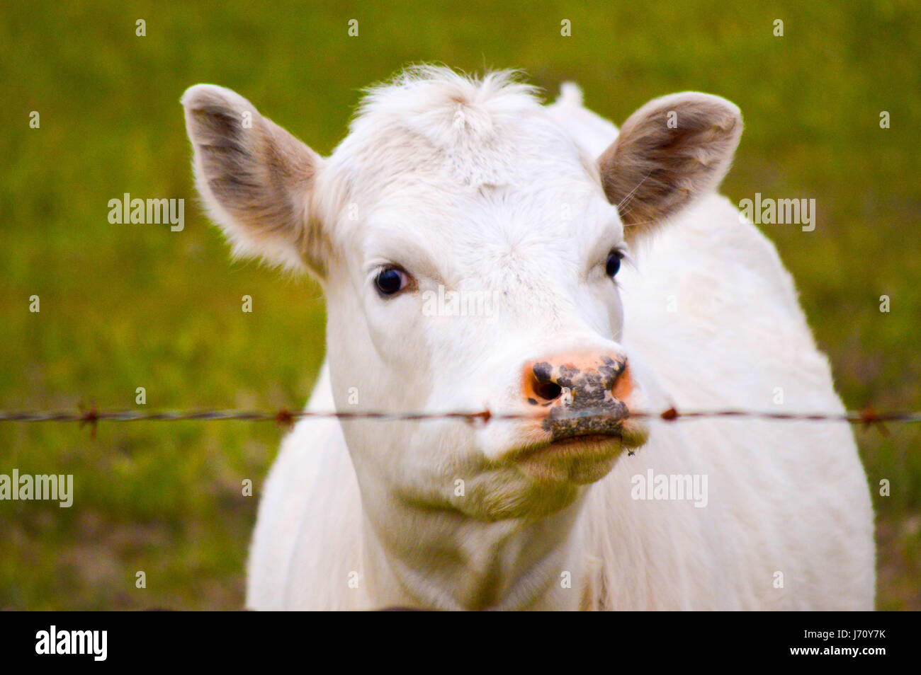 Cow looking left side hi-res stock photography and images - Alamy