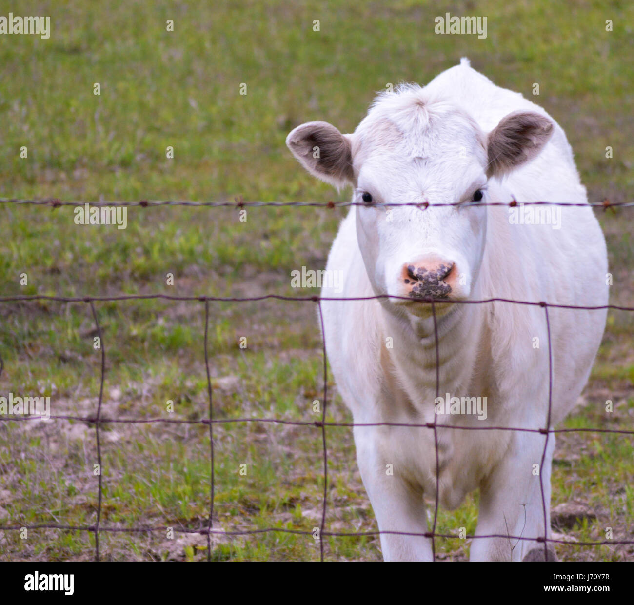 Hungry cow looking for food Stock Photo - Alamy