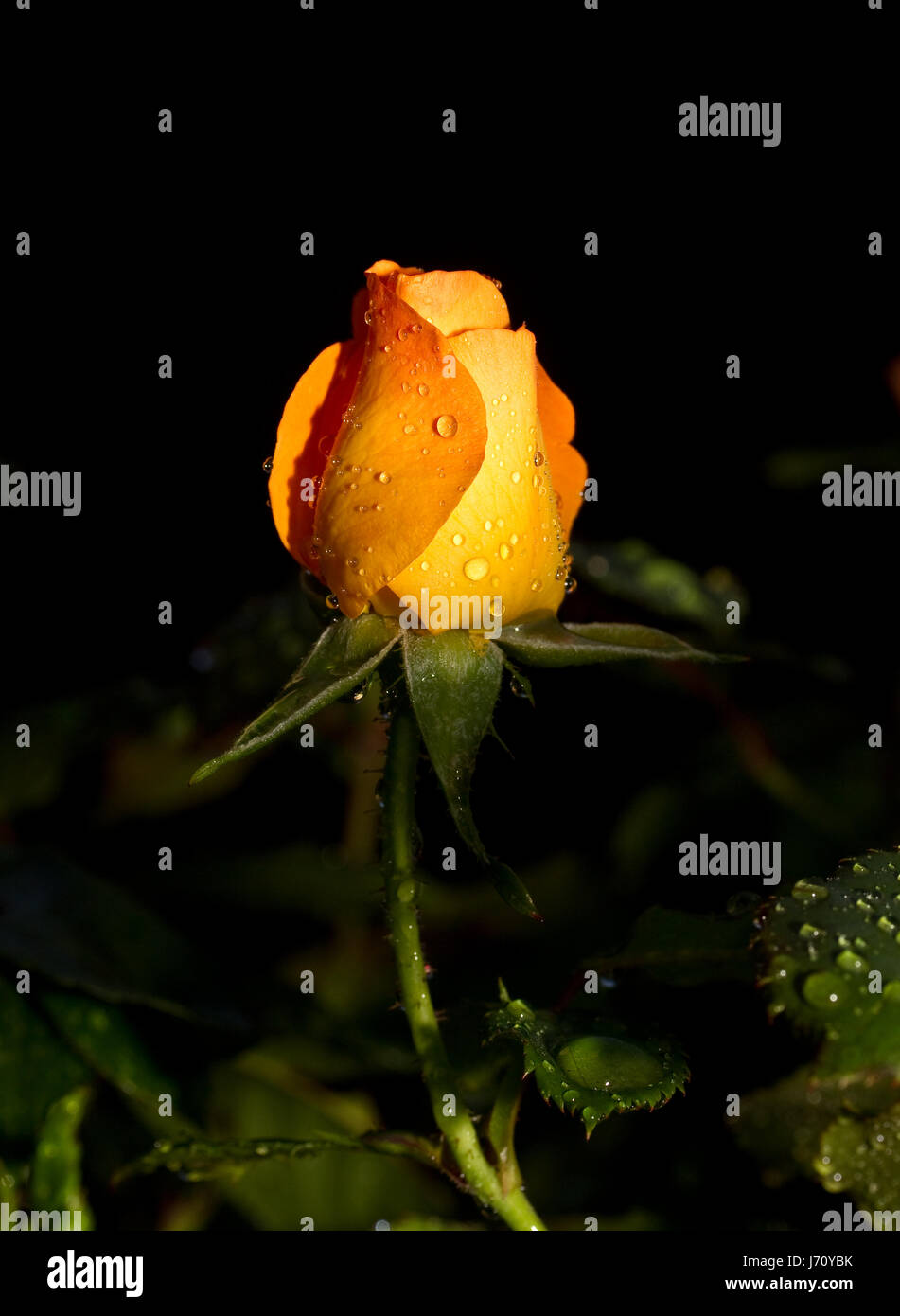 flower rose plant night nighttime dewdrop orange flower rose plant ...