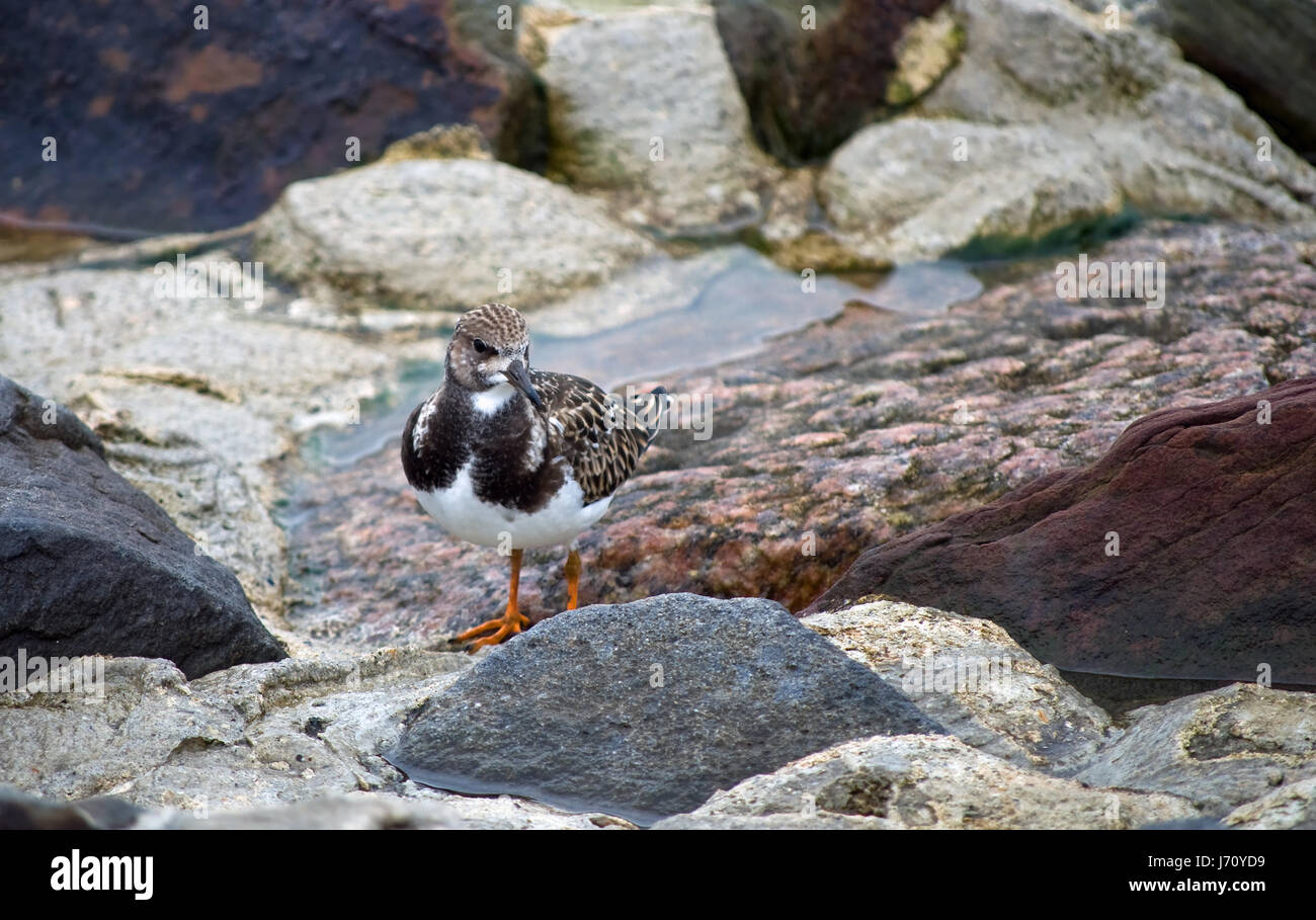 camouflage migrant birds of passage wader waders bird birds migrant stony birds Stock Photo - Alamy