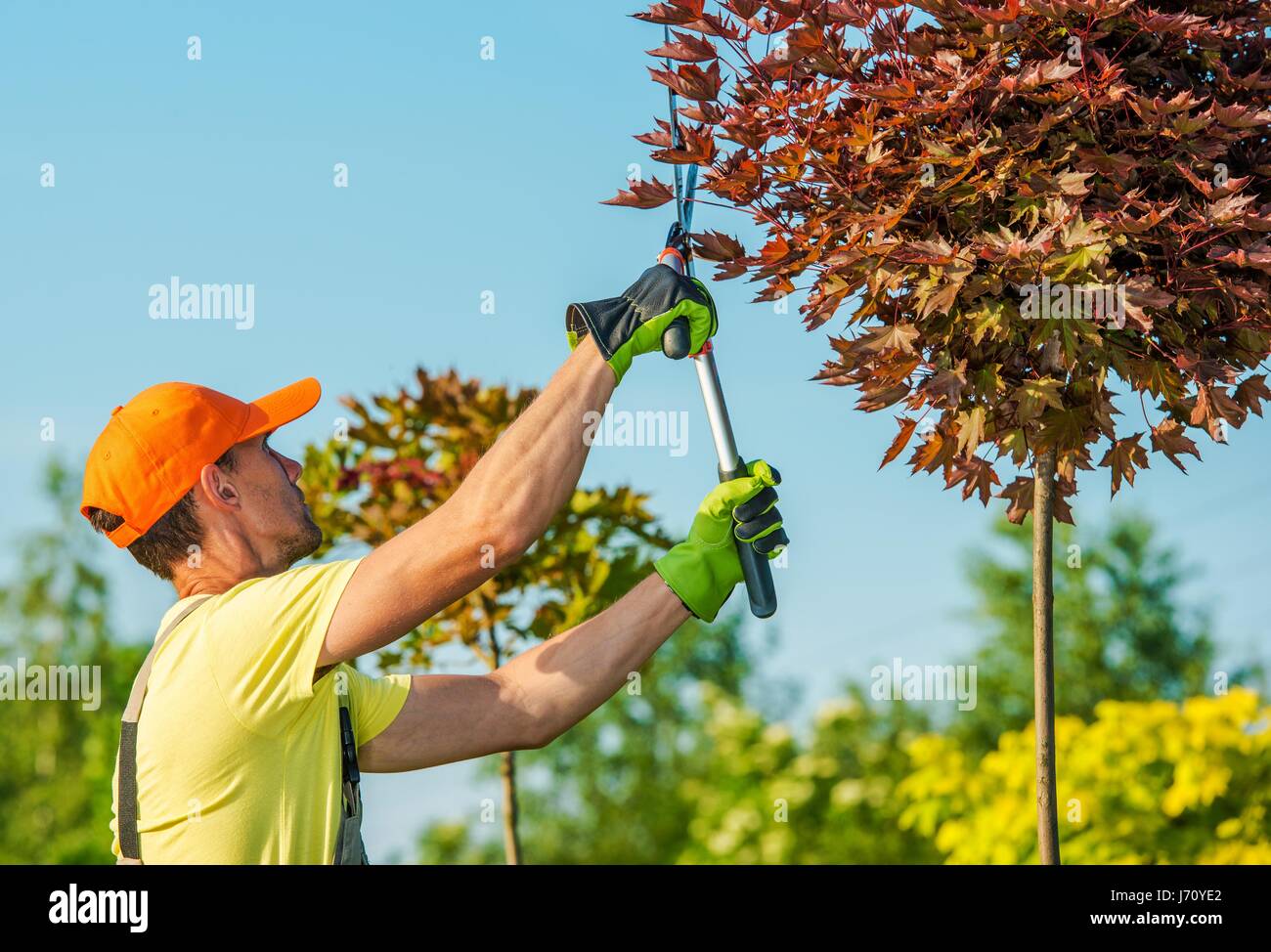 Caucasian Gardener Shaping Trees Closeup Photo. Spring Plants Cut Stock ...