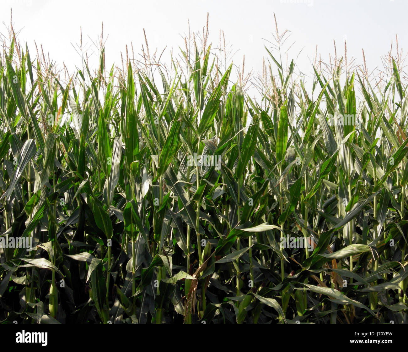 tree field grain corn cereal backdrop background nature tree ...