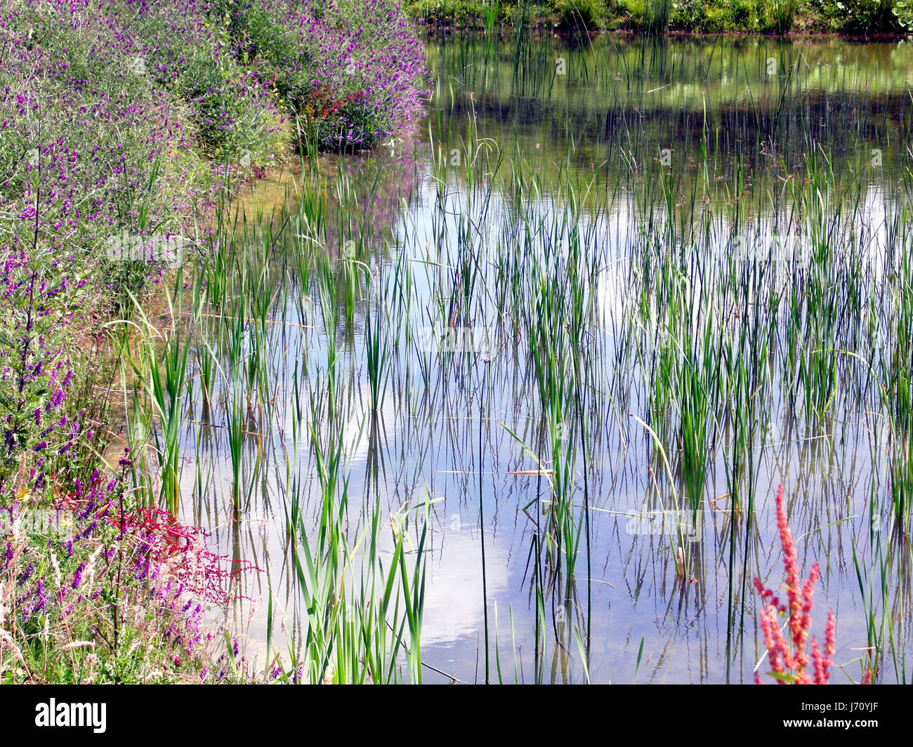 fresh water pond water vegetation plants aquatic lawn green waves ...