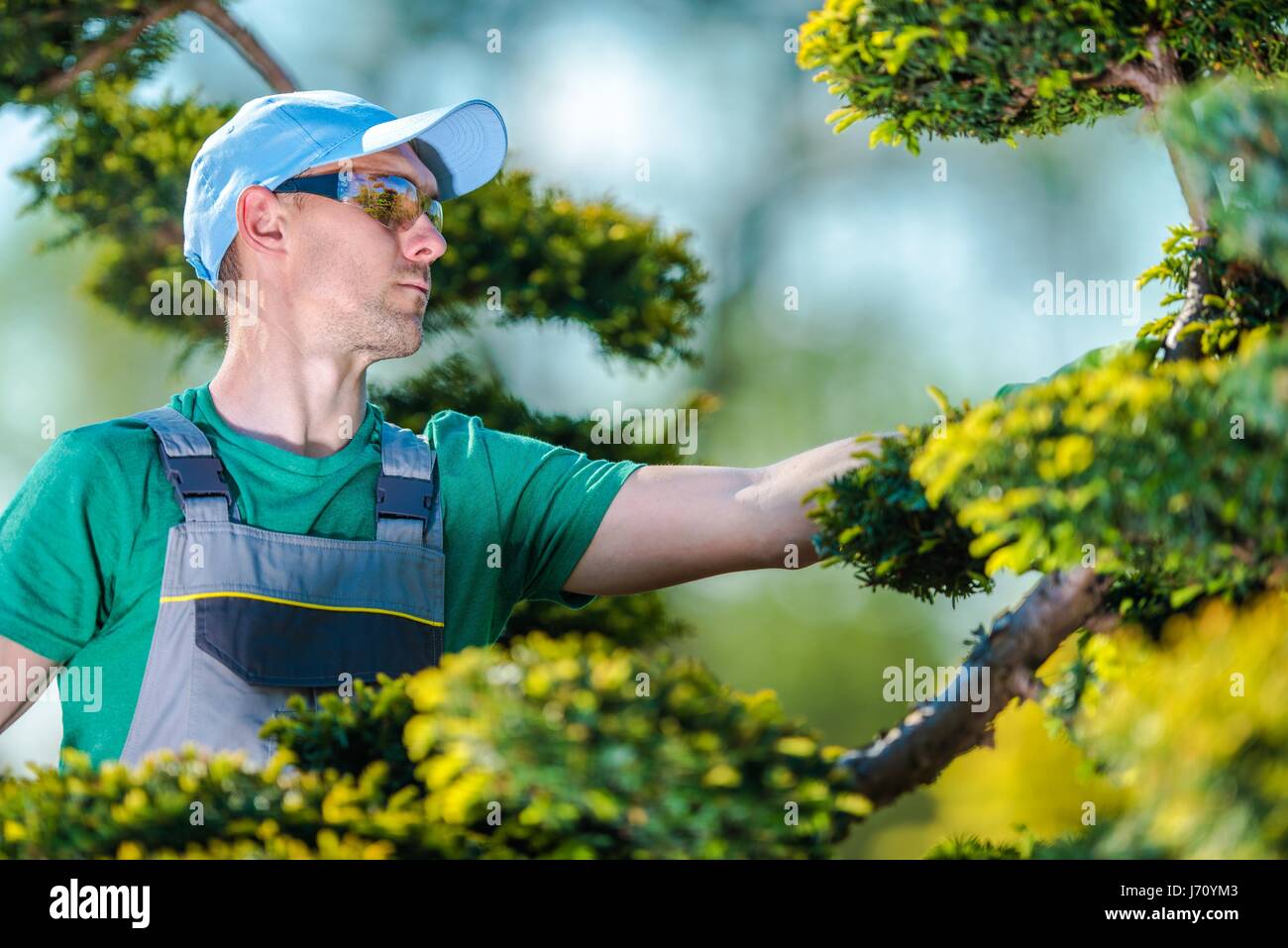 Pro Gardener at Work. Caucasian Gardener While Shaping Plants ...