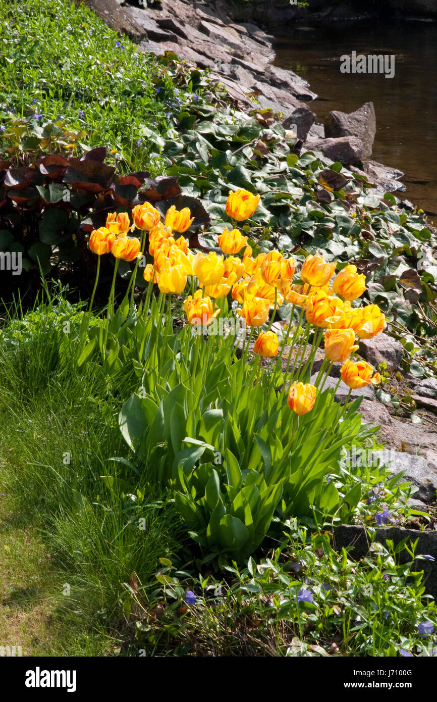 beautiful beauteously nice garden stone flower plant bloom blossom ...