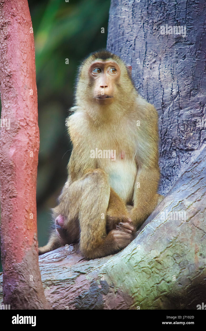 Sad macaque sitting on the tree - Macaca nemestrina Stock Photo - Alamy