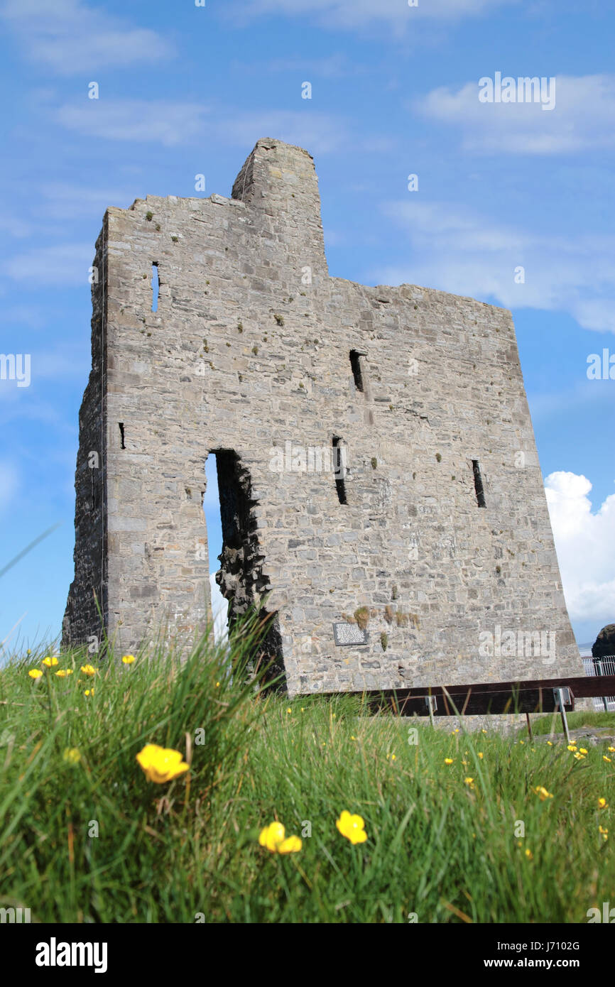 flower flowers plant ireland castle ancient atlantic chateau blue tower ...