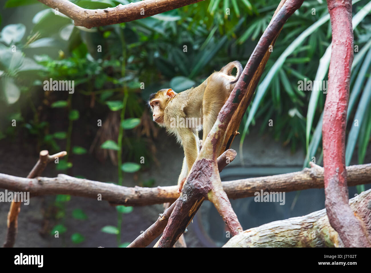 Sad macaque standing on the tree - Macaca nemestrina Stock Photo - Alamy