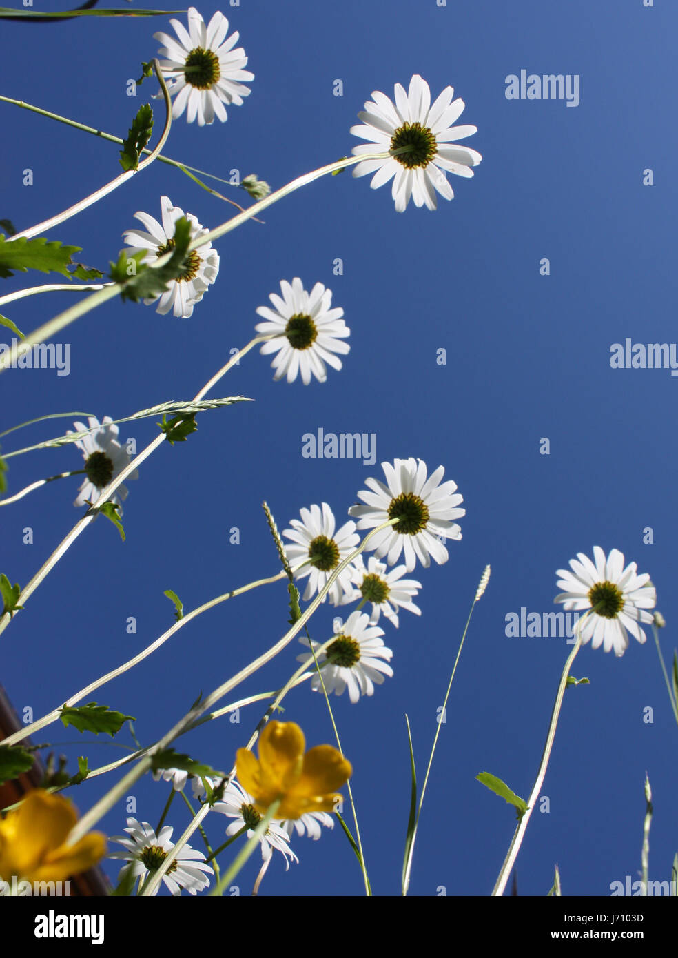Daisy blume compositae hi-res stock photography and images - Alamy