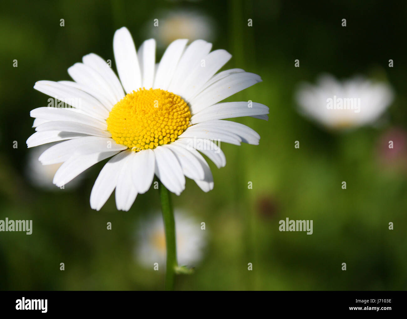 Daisy blume compositae hi-res stock photography and images - Alamy