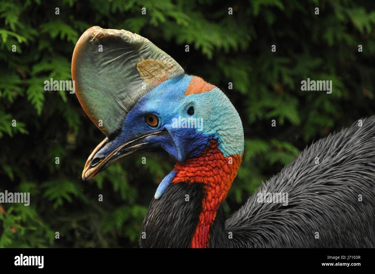 blue horn helmet cursorial birds red blue horn black swarthy jetblack ...