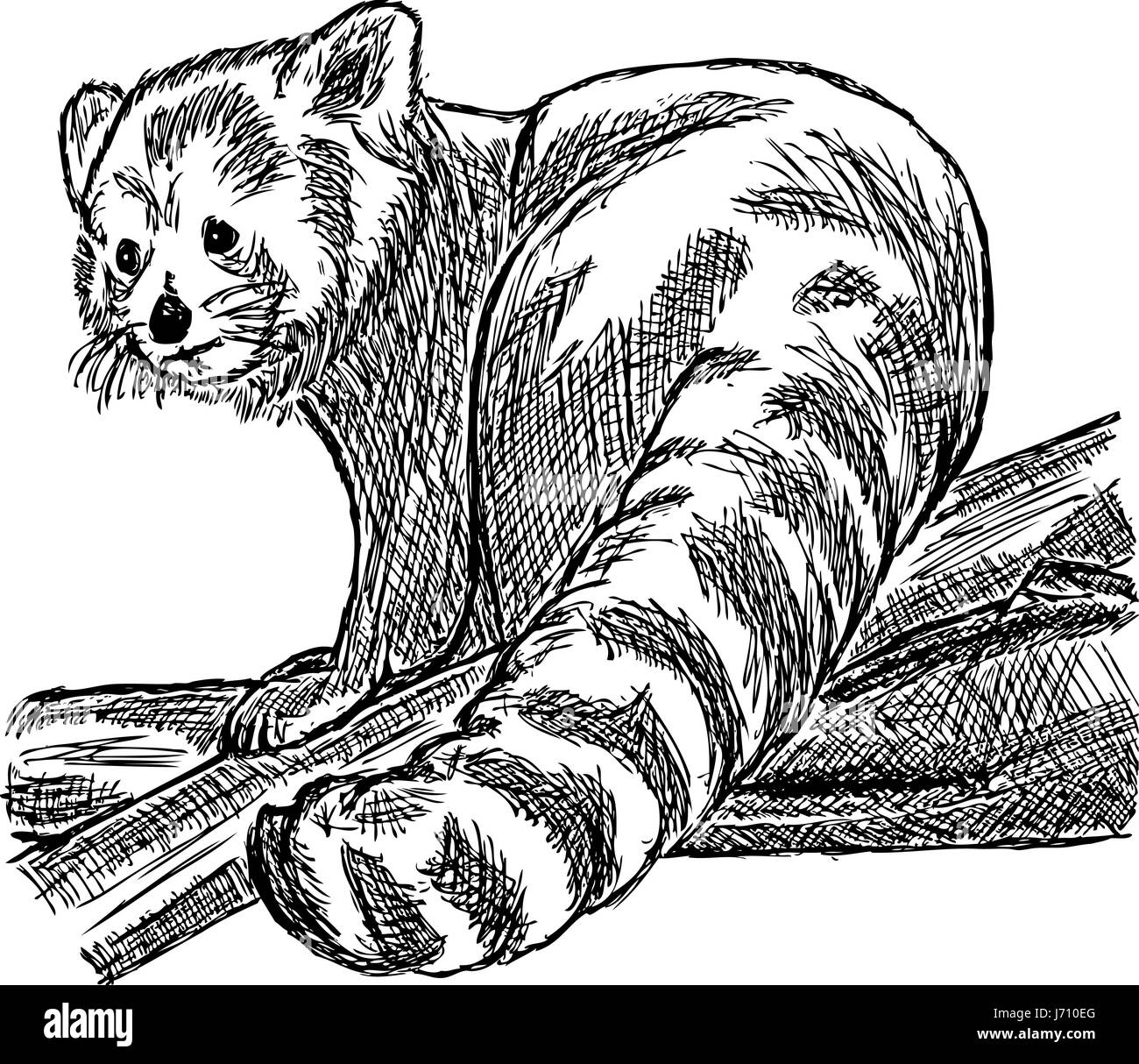 isolated colour illustration paint panda draw cartoon isolated colour ...