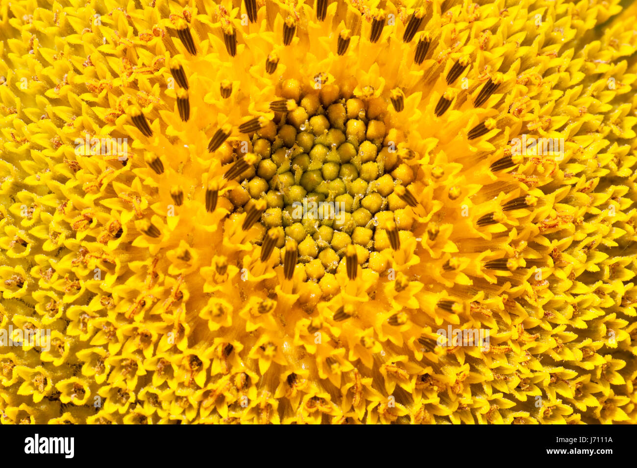 closeup of sunflower Stock Photo - Alamy