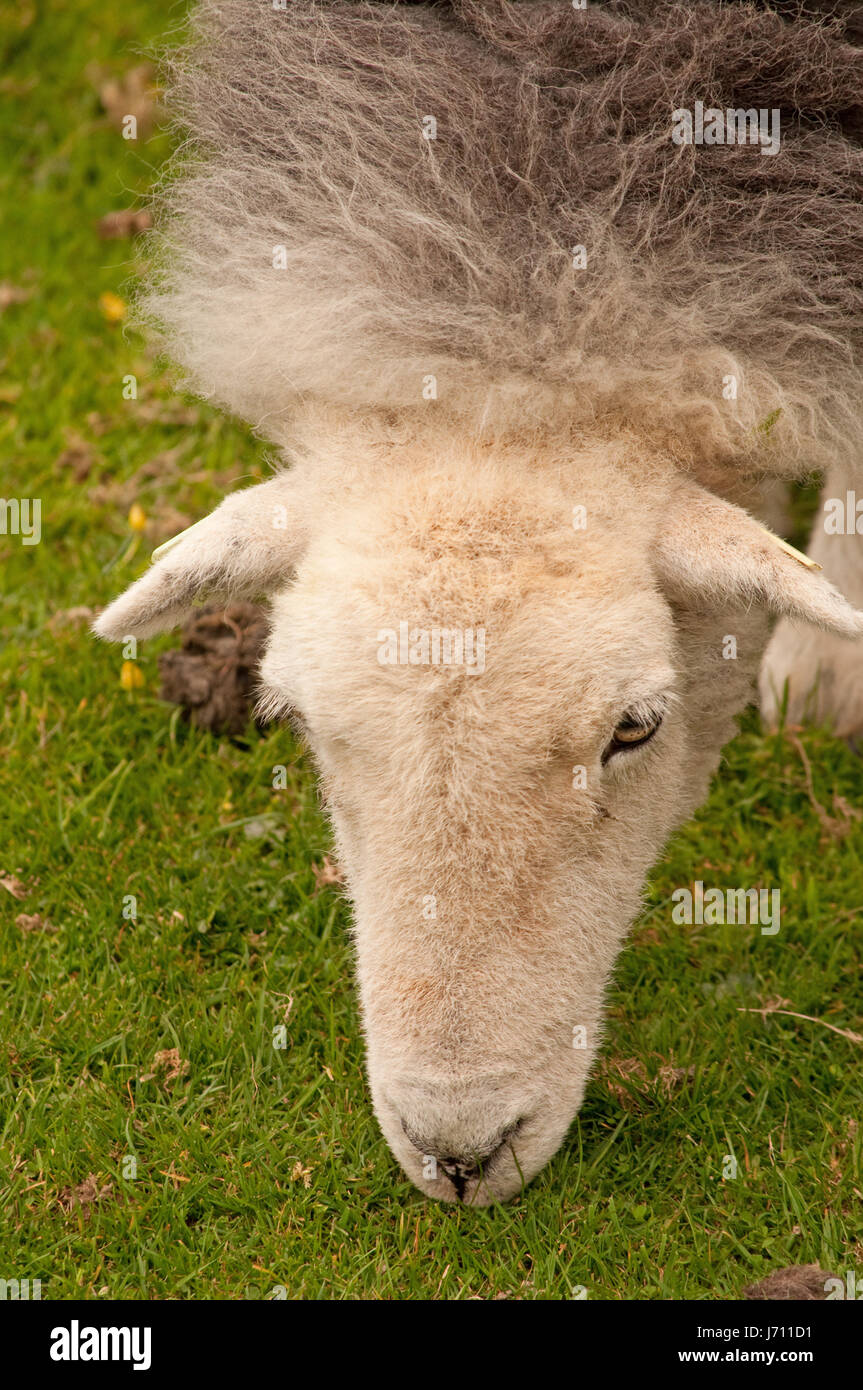 Herdwick Sheep in The Lake District Stock Photo - Alamy