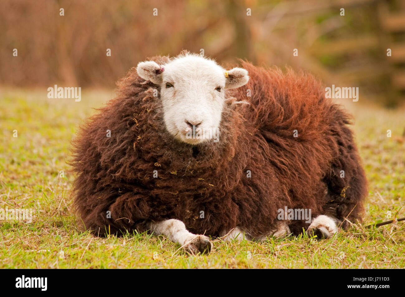 Herdwick Sheep in The Lake District Stock Photo - Alamy