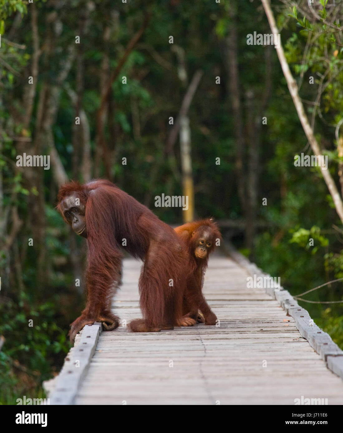 Orangutan standing hi-res stock photography and images - Alamy