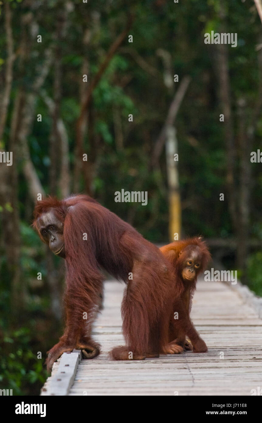 Orangutan standing hi-res stock photography and images - Alamy