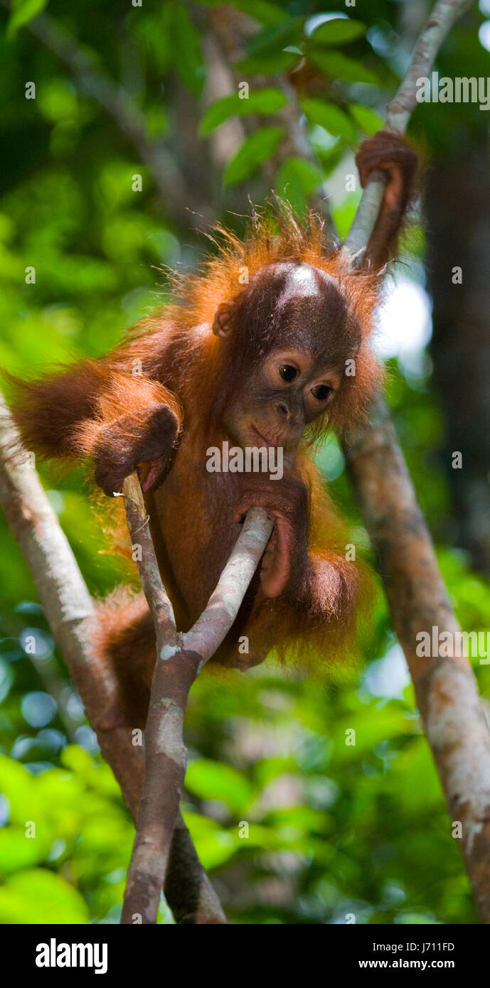 A baby orangutan in the wild. Indonesia. The island of Kalimantan ...