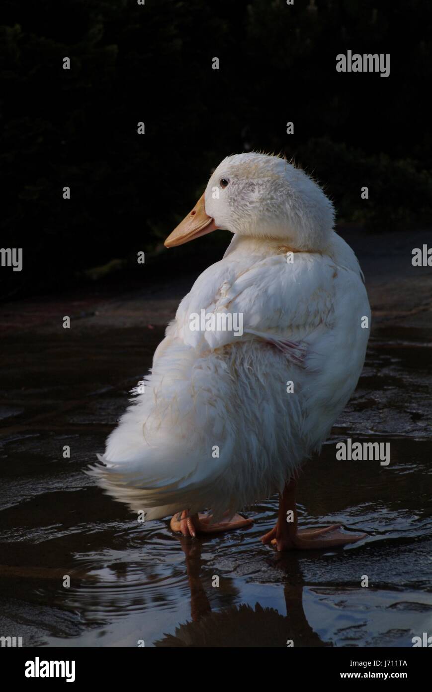 Ducks white hi-res stock photography and images - Alamy