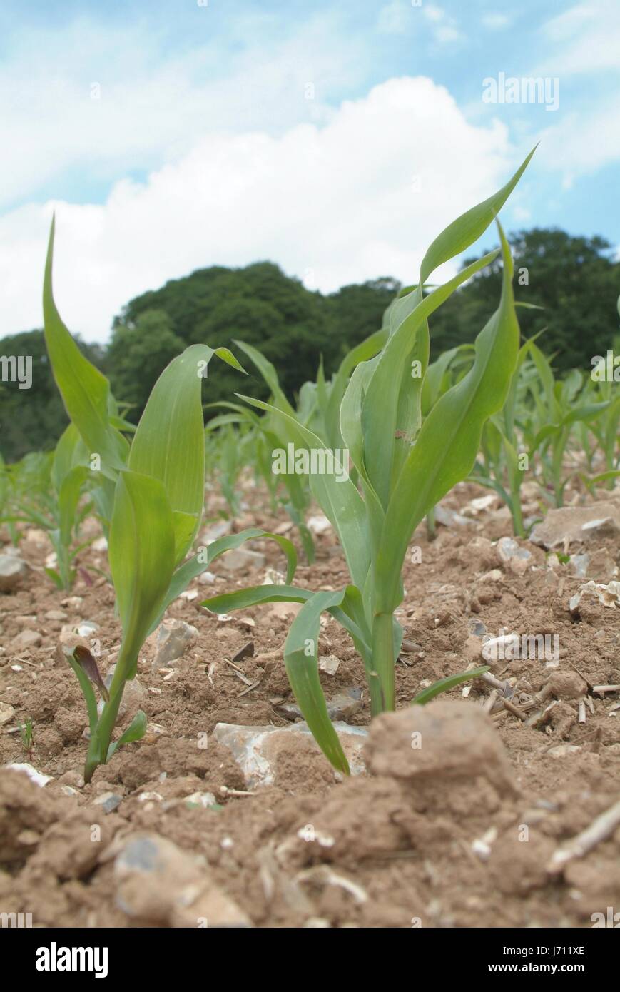 agriculture farming farm plough grow flint row crop maize sweetcorn ...