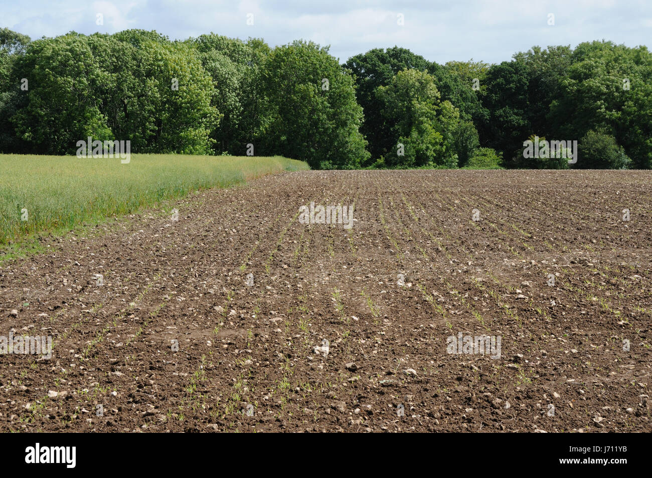 game tournament play playing plays played farm crops shooting oats ...