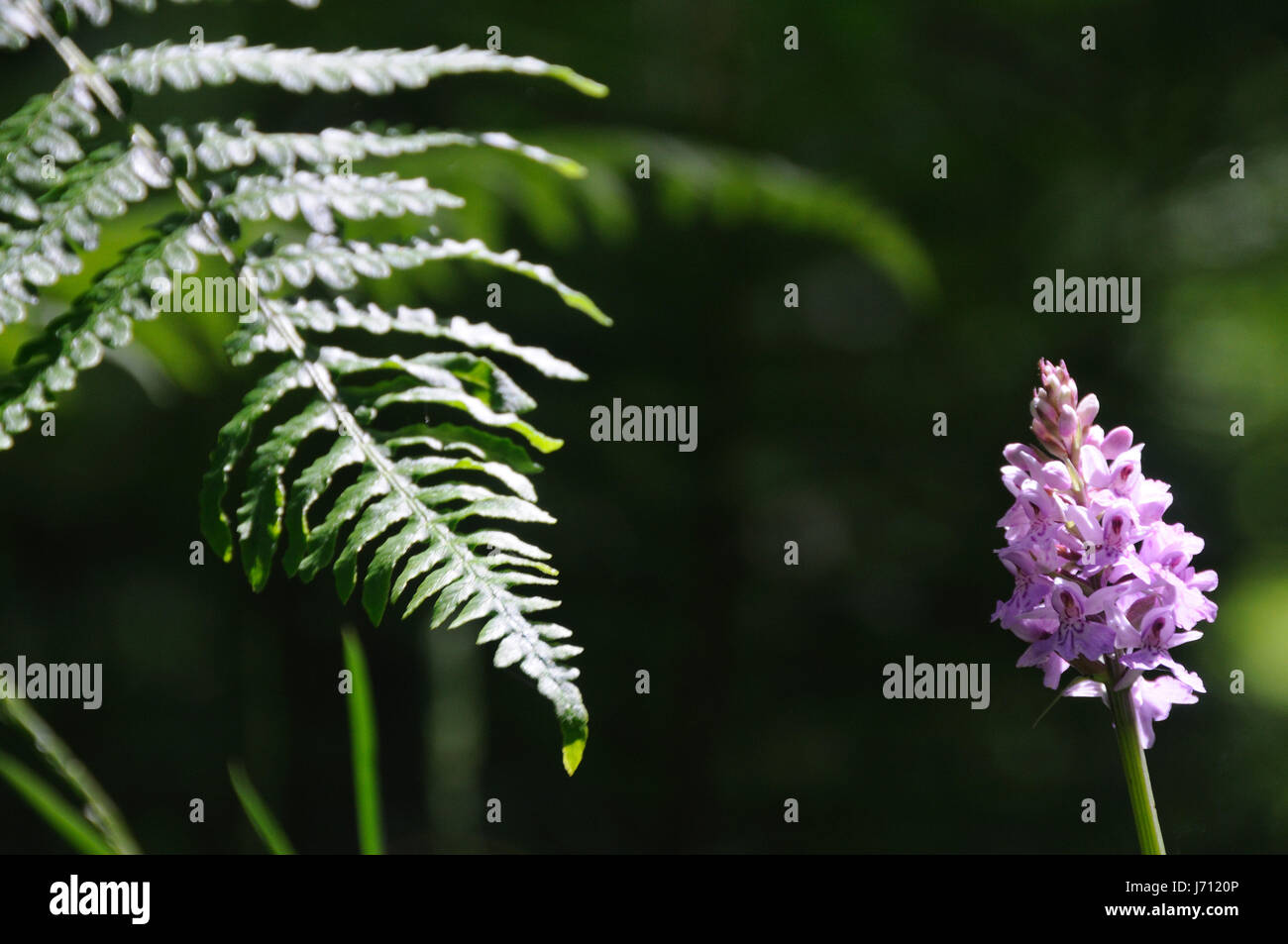 flower plant wood wild flowers woods spotted common plants woodland ...