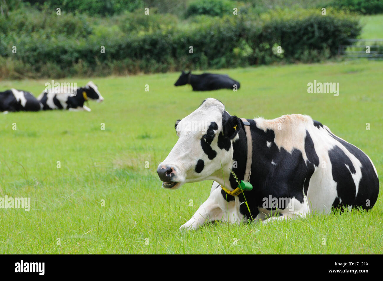 animal animals agriculture farming cream cow farm herd cows dairy ...