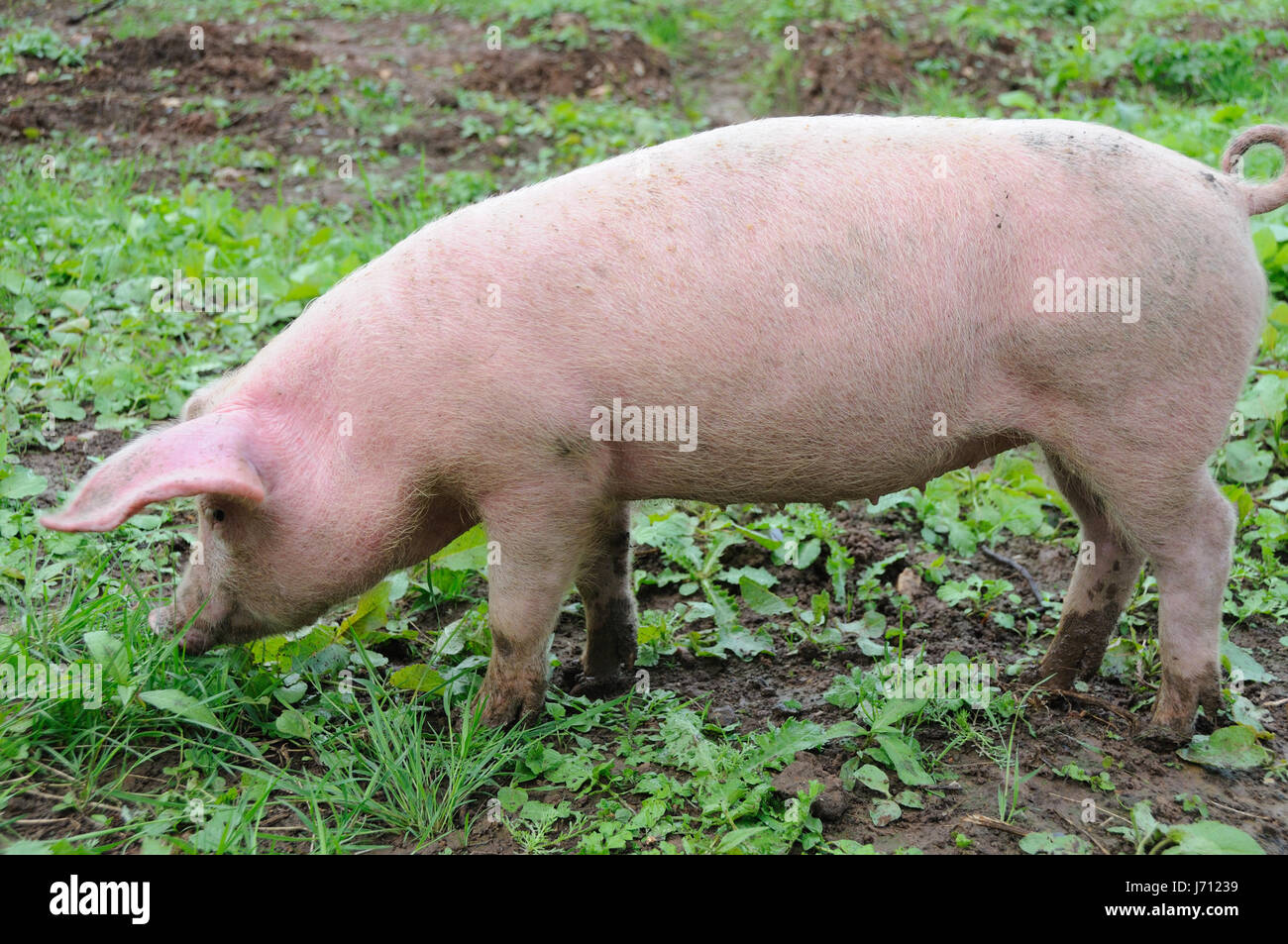 Farm Piglet