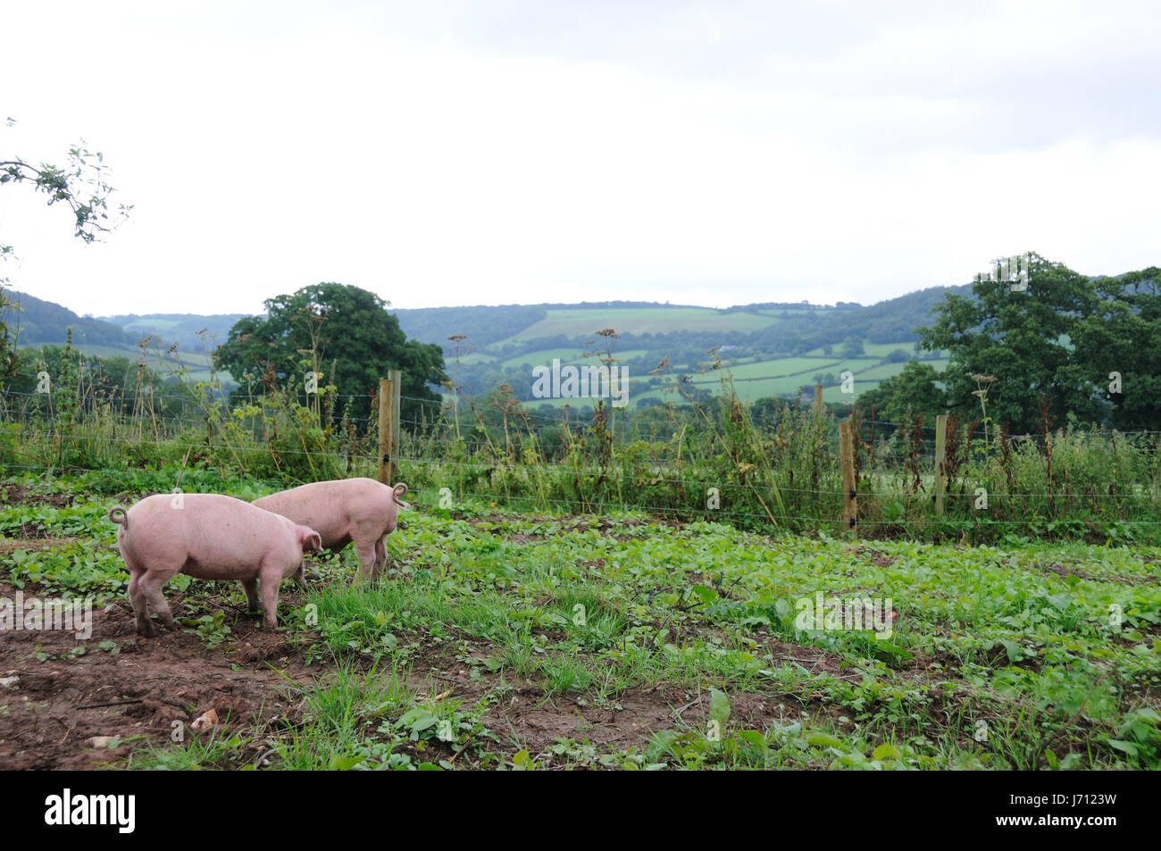 Pig weaner hi-res stock photography and images - Alamy