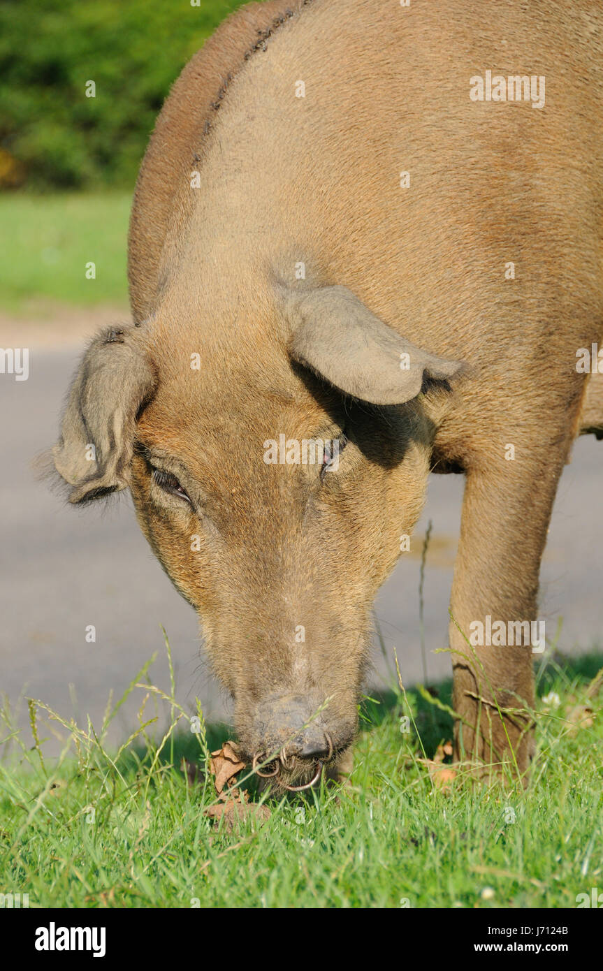 Pig with nose ring hi-res stock photography and images - Alamy