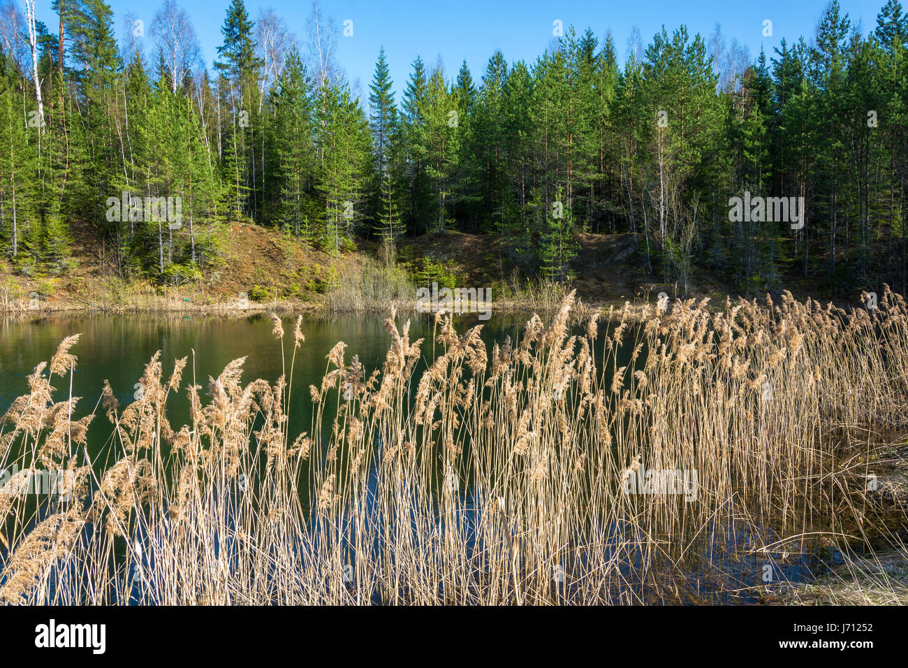 Beautiful small forest lake in the may Sunny day Stock Photo - Alamy