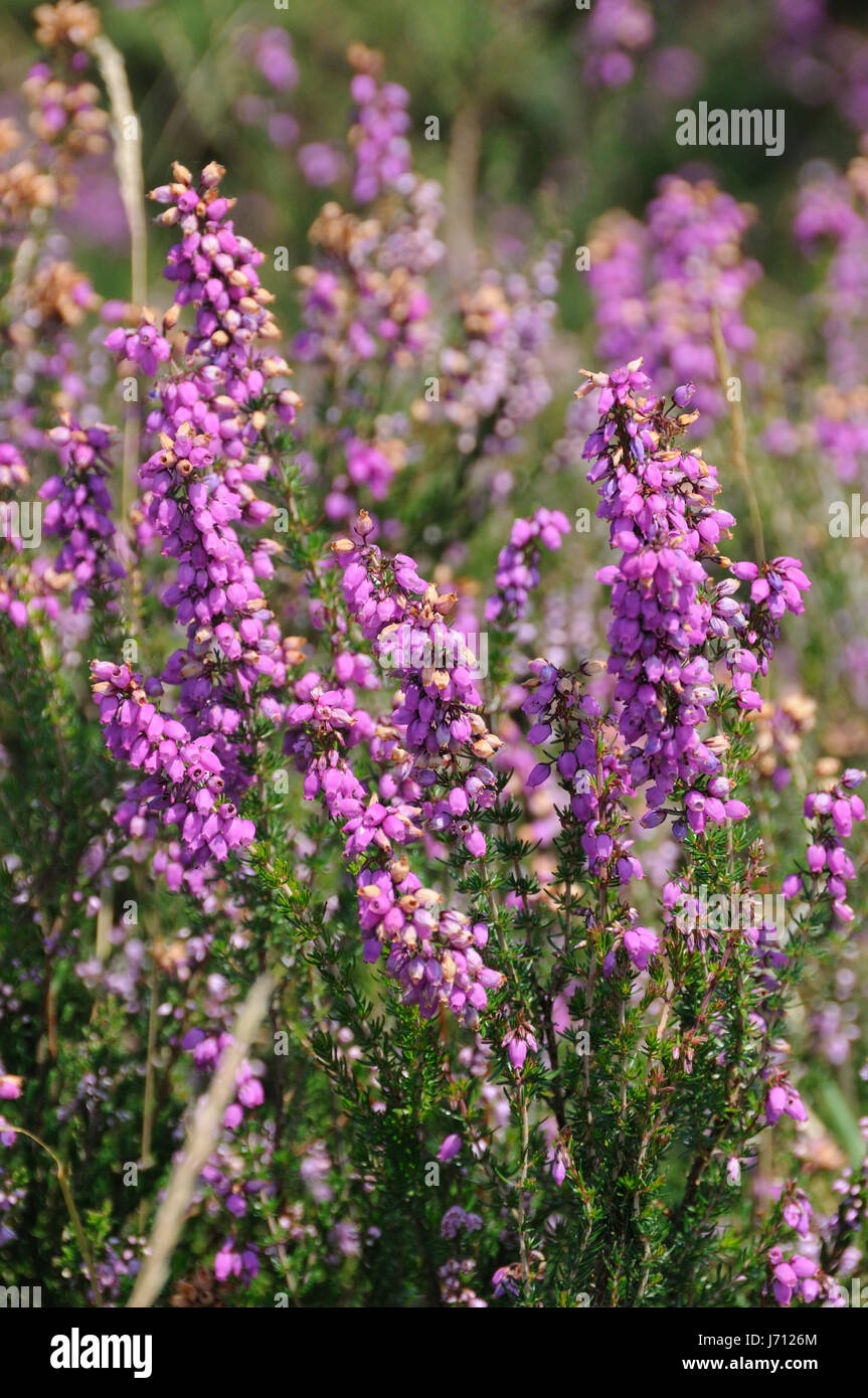 summer,summerly,purple,heather,plants,plant,ingram,new forest,game ...